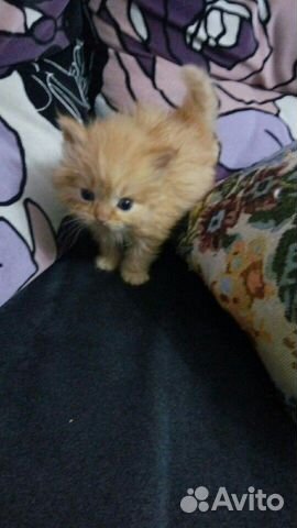 Котёнок рыжий пушистик ищет хозяев