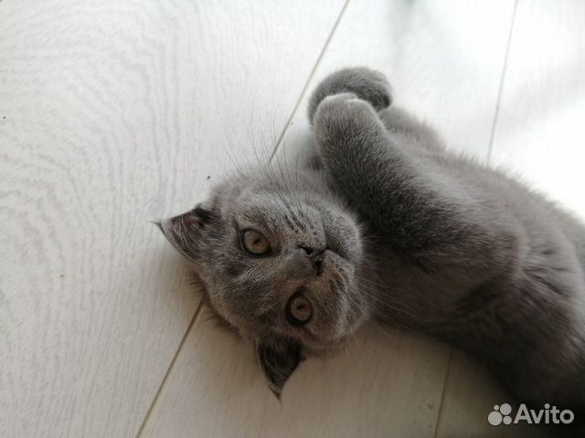 Британская
