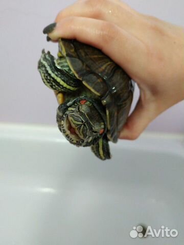 Черепаха