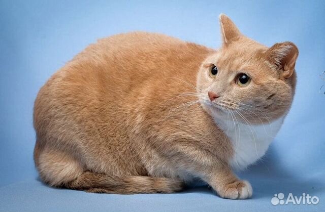 Рыжекоричневая кошка в добрые руки
