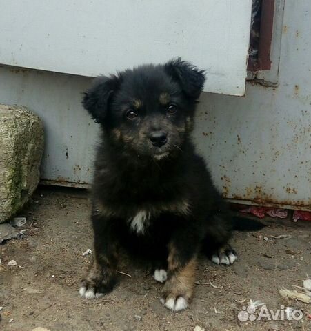 Крошик ищет дом