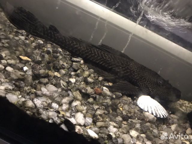 Отдам 2-х сомов