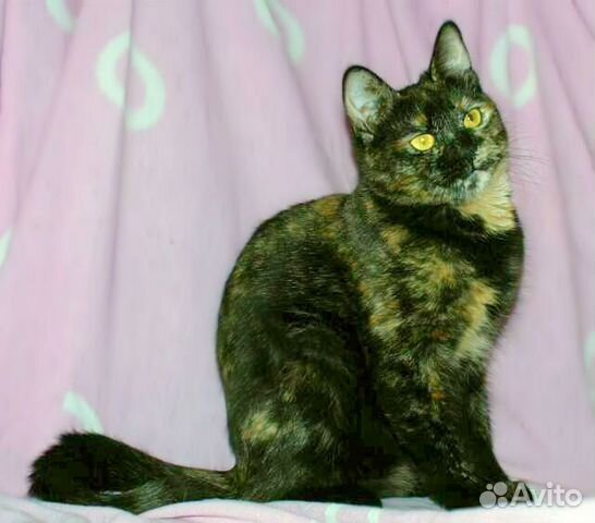 В дар ласковая кошечка Леся