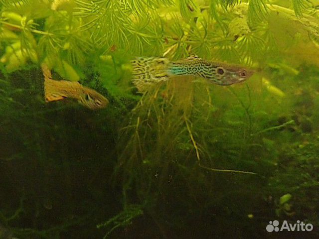 Рыбки гуппи (подростки и взрослые)