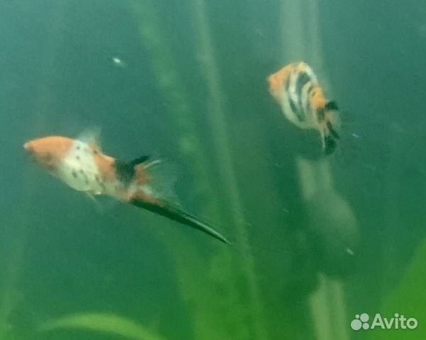 Меченосец кои и анцитрус Вуаль самка