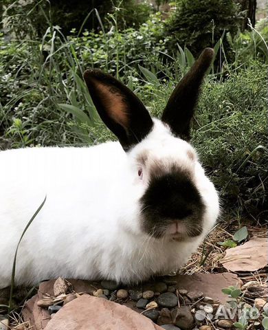 Самец калифорнийского кролика