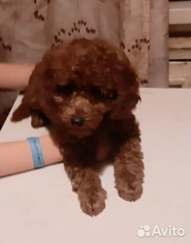 Карликовый пудель