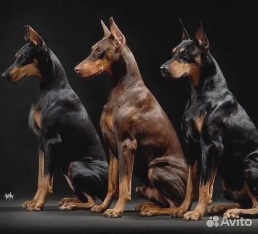 Доберман