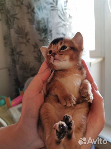 Абиссинские котята