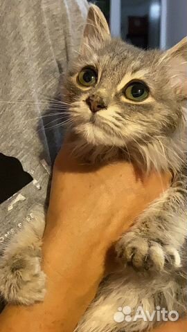 Котёнок