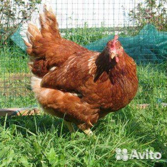 Хайсаксы Куры