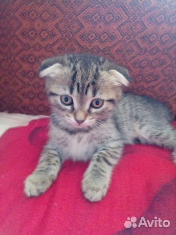 Вислаухая милая кошечка