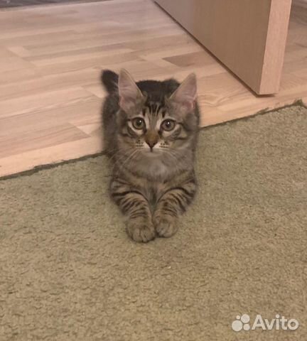 Котёнок девочка