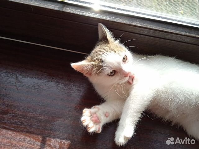 Котенок Полли ищет дом и самых лучших родителей