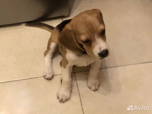 Бигль щенок девочка 3мес