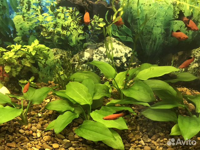 Аквариумное растение