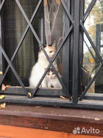Котёнок мальчик маменькин сынок в дар