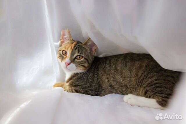 Котёнок девочка 5 месяцев