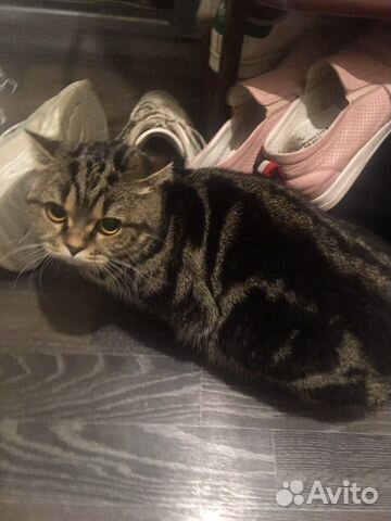 Кошка