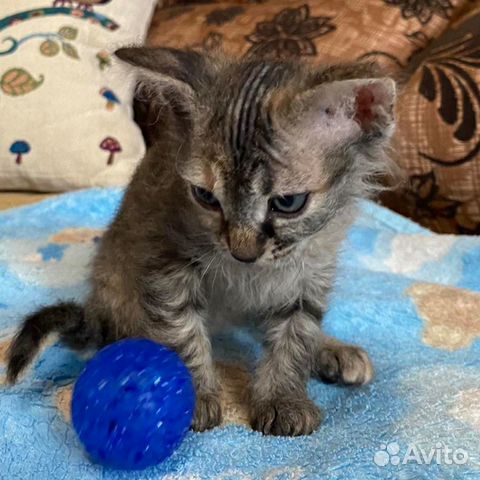 Брашевый сфинкс