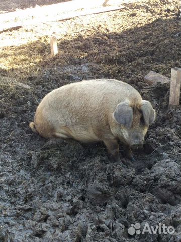 Свиньи мангалицы