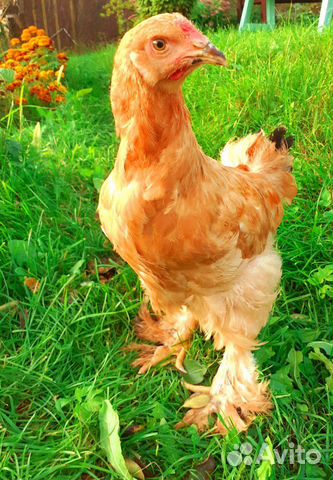 Петух палевая брама