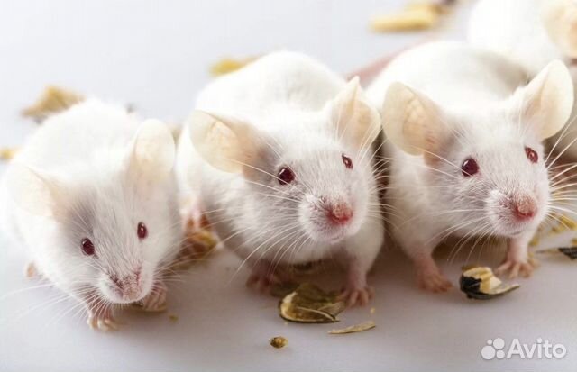 Отдам 2-ух мышек