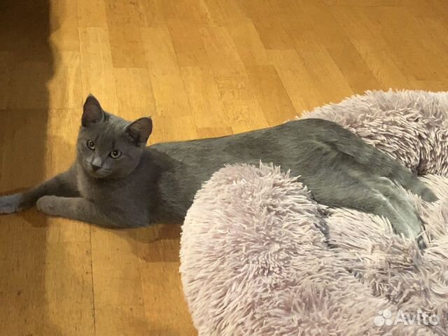 Русский голубой в добрые руки