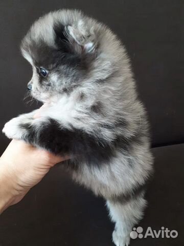 Шпиц мальчик