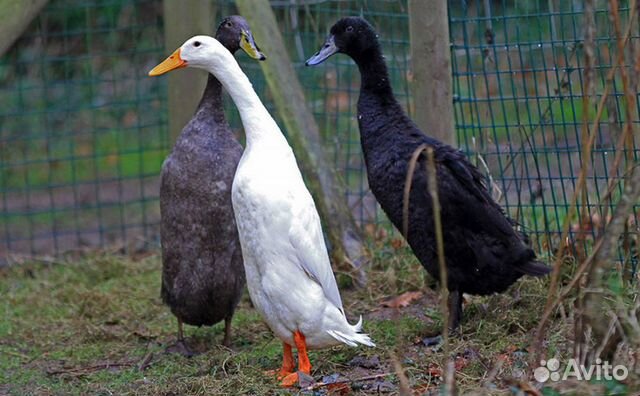 Индийский бегунок (бегун) селезни