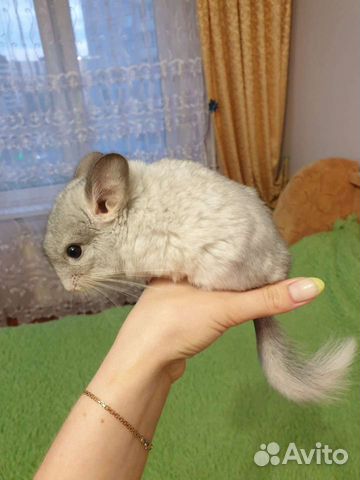 Шиншилла