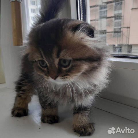 Шотландская вислоухая