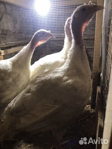 Продам индюков