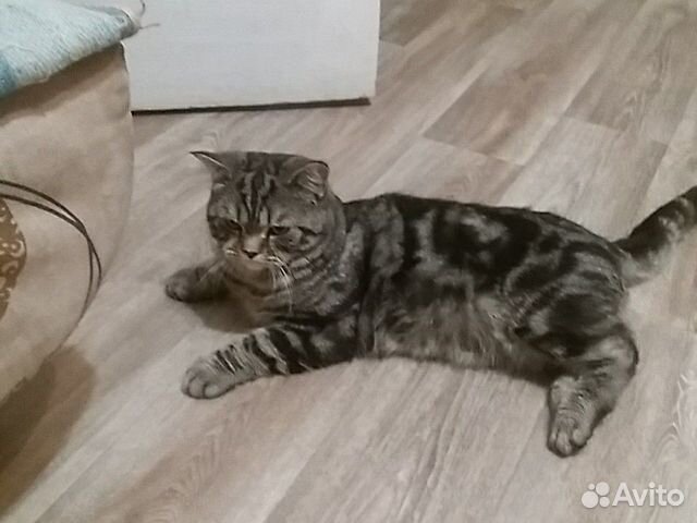 Молодой котик ищет девочку