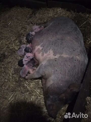 Свиноматка