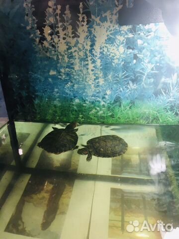 Две красноухие черепахи+аквариум