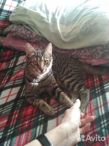 Котенок 5 мес