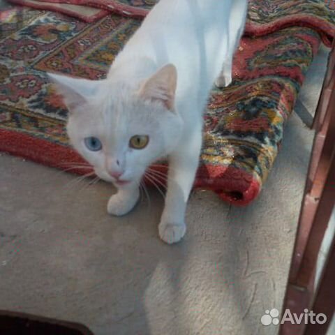 Поиск дома коту