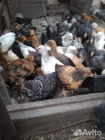 Цыплята Брамы