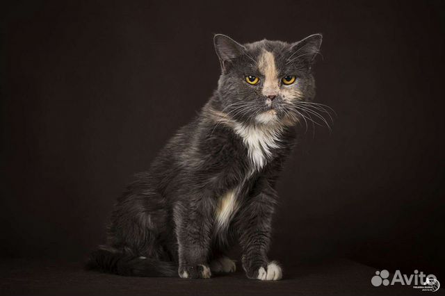 Мотя ищет дом