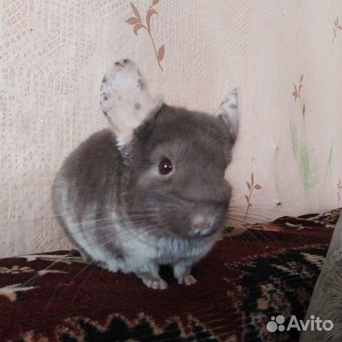 Шиншилла девочка