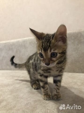 Котёнок бенгальской породы