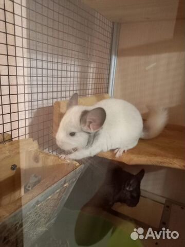 Шиншилленок