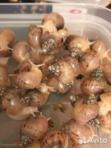 Улитка Ахатина фулика альбино