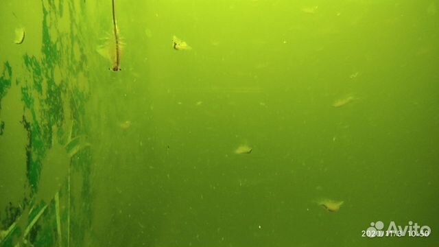 Живая артемия. Artemia salina
