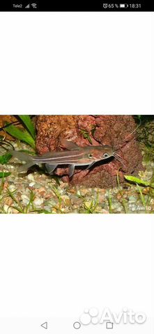 Сомик аквариумный мистус