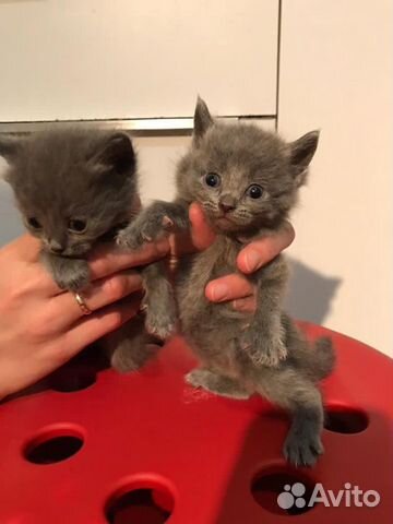 Котята породы Нибелунг