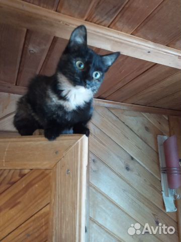 Котёнок девочка полукровка