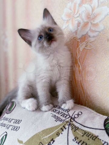 Котенок