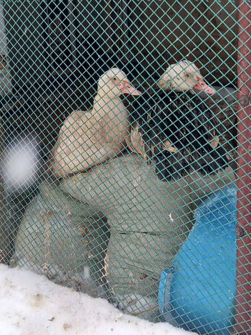 Индоутки семья 1+2